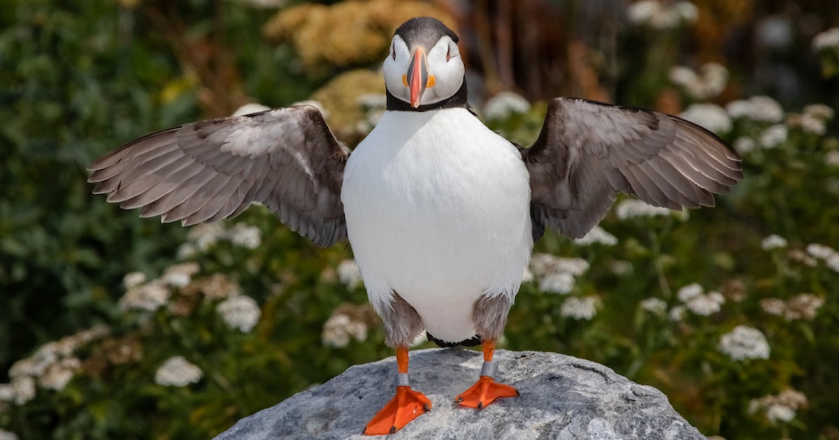 Puffin Machias Seal Island Photography Workshop | Down East Shop